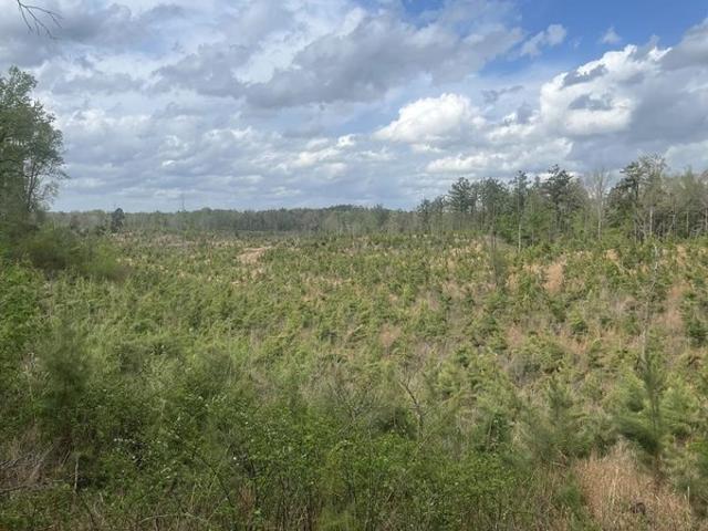 County Road 78, Carrollton, MS 38917