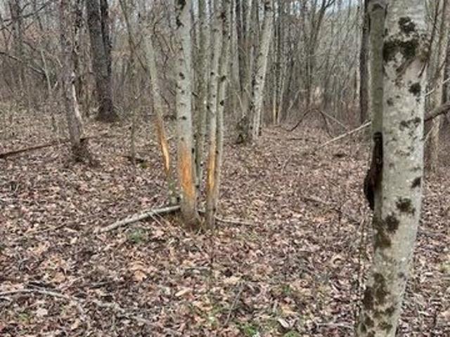 County Road 80, Coshocton, OH 43812