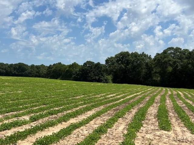 County Road 13, Headland, AL 36345