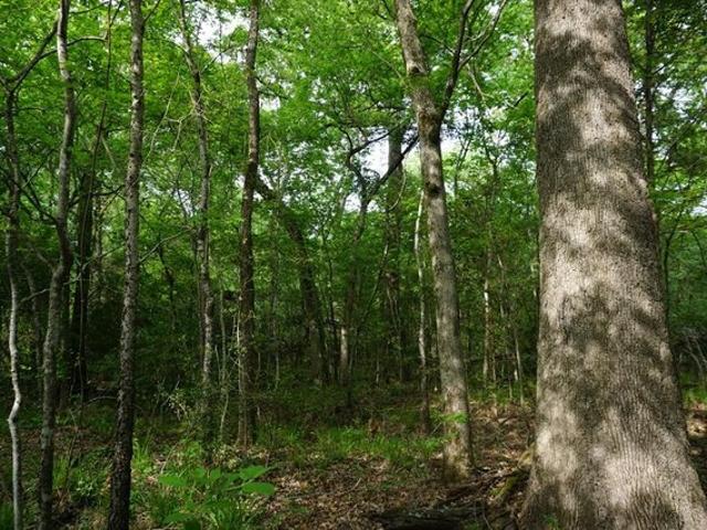 County Road 1200, Malakoff, TX 75148