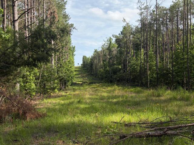 County Road 159, Coila, MS 38923