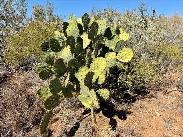 County Road 203, San Diego, TX 78344