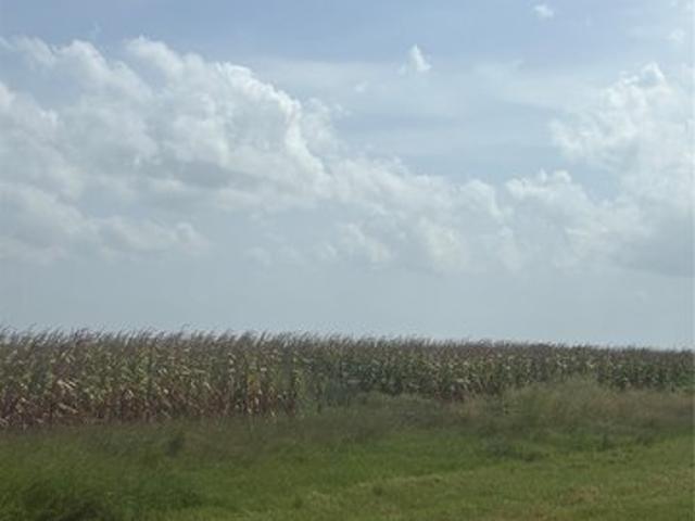 County Road 3364, Alice, TX 78332
