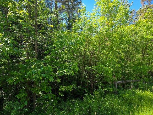 County Road,brasher Falls, Plot For Sale