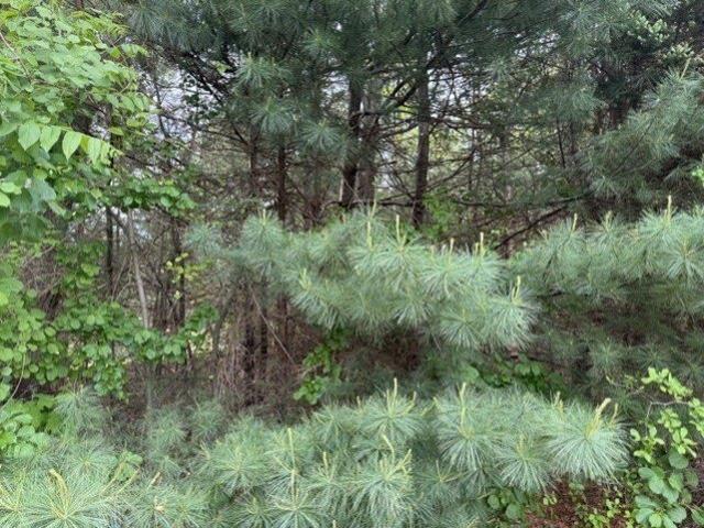 County Rd, Wareham, Plot For Sale