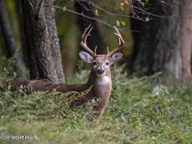 Coyote Dr # 280, Tobyhanna, PA 18466