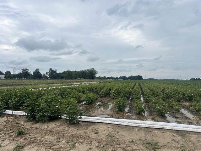 Clay 312 Rd, McDougal, AR 72441