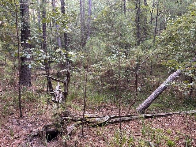 Crooked Branch Rd Lot 124, Brookeland, TX 75931