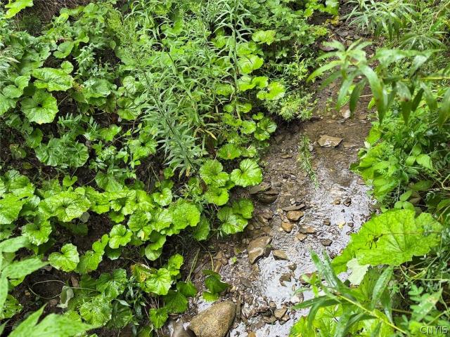 Creek Road