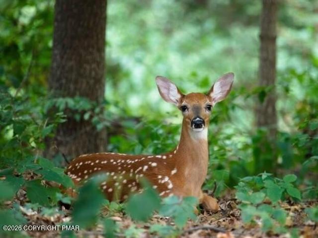 Crest Rd, Dingmans Ferry, PA 18328
