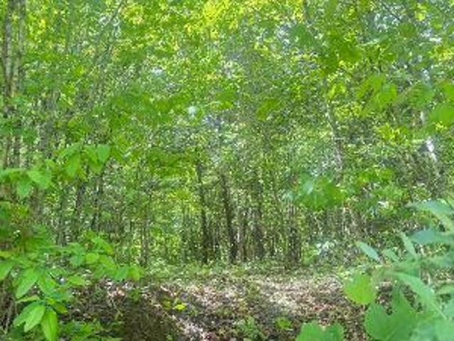 Crestwood Drive, Speedwell, TN 37870