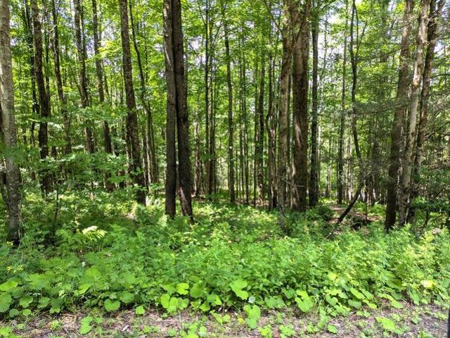 Crystal Meadows Rd, Downsville, NY 13782