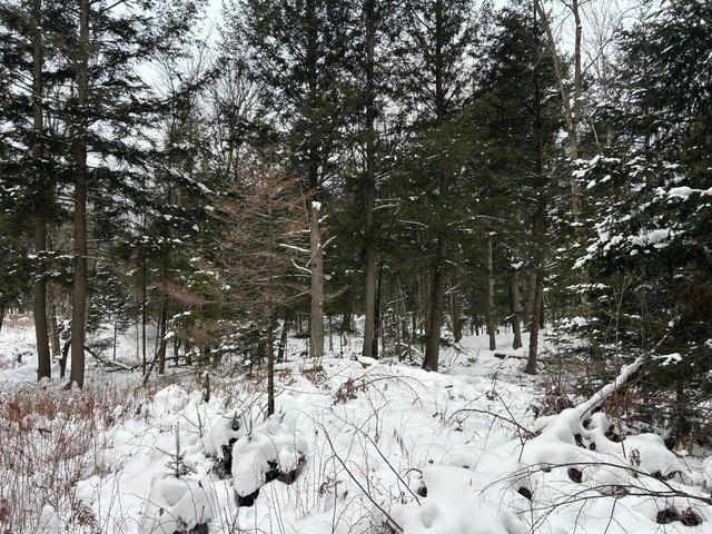 Cth G Lot 22, Pelican Lake, WI 54463