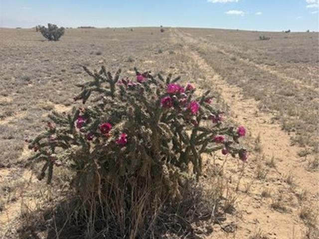 Cuerno Verde Rnch Lot 10, Walsenburg, CO 81089