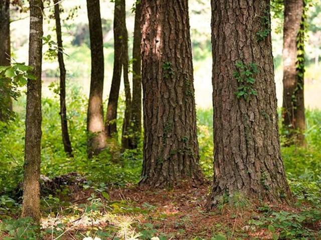 Cypress Pointe Dr Lot 5, Brooksville, MS 39739