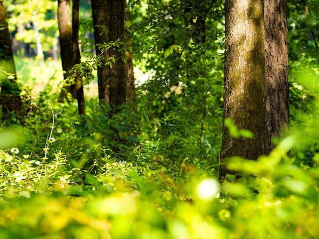 Cypress Pointe Drive, Lot 3, Brooksville, MS 39739