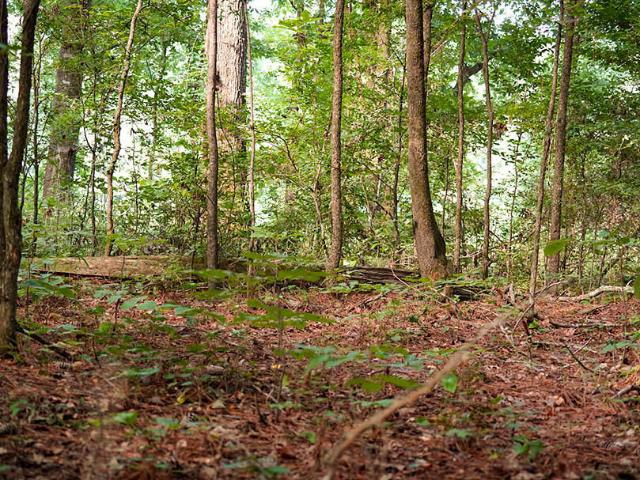 Cypress Pointe Drive, Lot 10, Brooksville, MS 39739