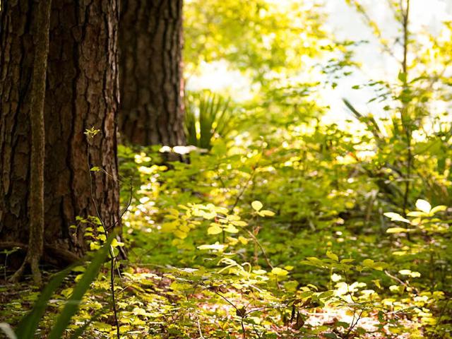 Cypress Pointe Drive, Lot 13, Brooksville, MS 39739