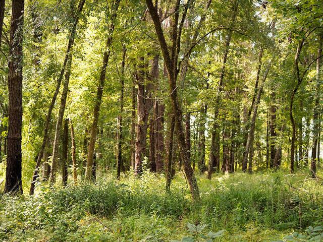 Cypress Pointe Drive, Lot 18, Brooksville, MS 39739