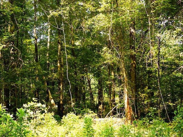 Cypress Pointe Drive, Lot 7, Brooksville, MS 39739