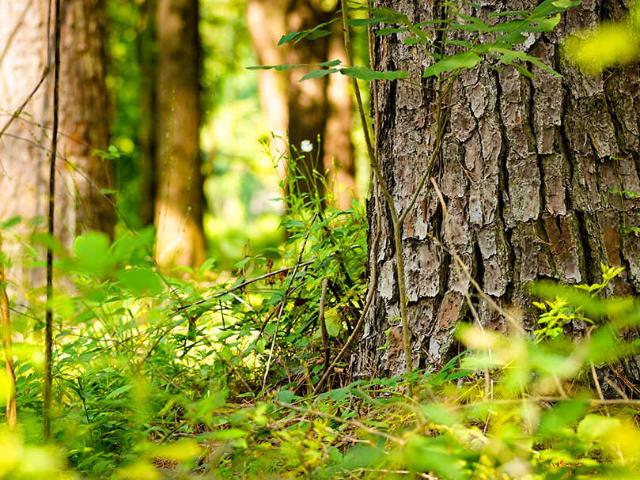 Cypress Pointe Drive, Lot 4, Brooksville, MS 39739