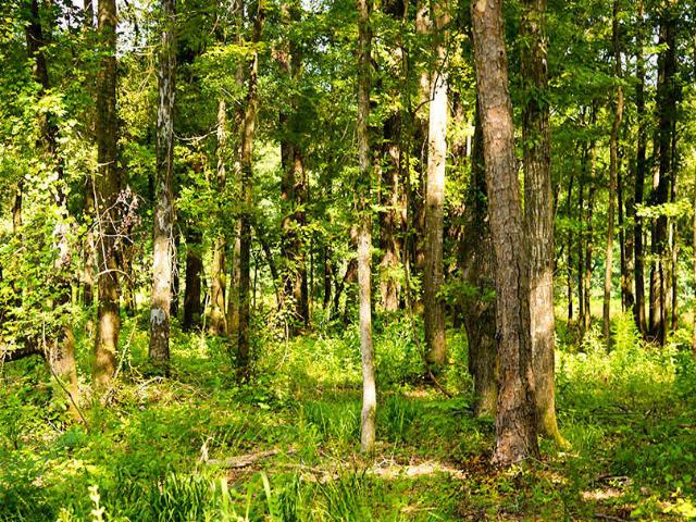 Cypress Pointe Drive, Lot 5, Brooksville, MS 39739