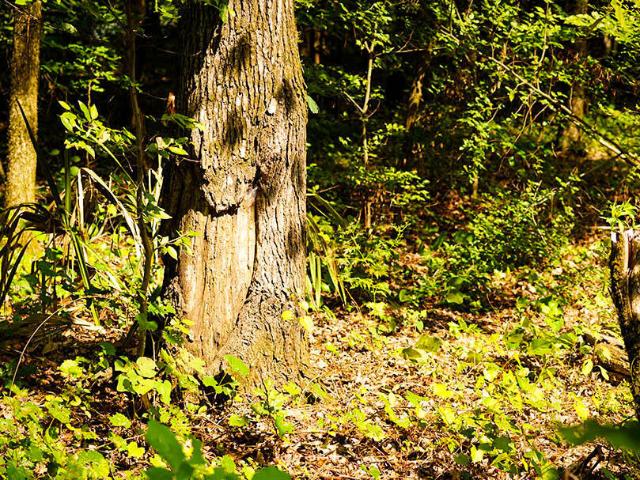 Cypress Pointe Drive, Lot 8, Brooksville, MS 39739