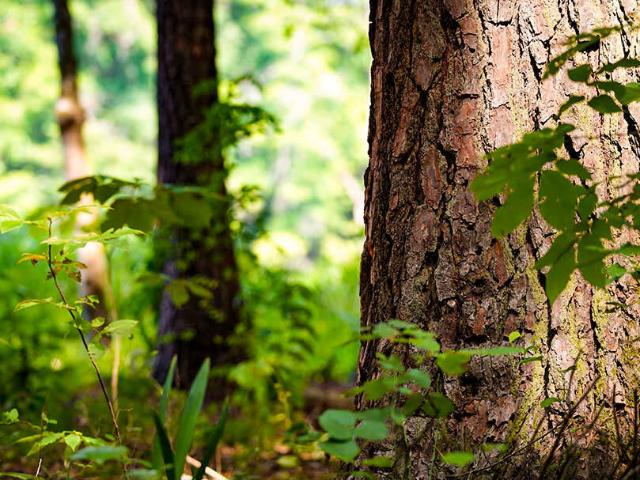 Cypress Pointe Drive, Lot 9, Brooksville, MS 39739