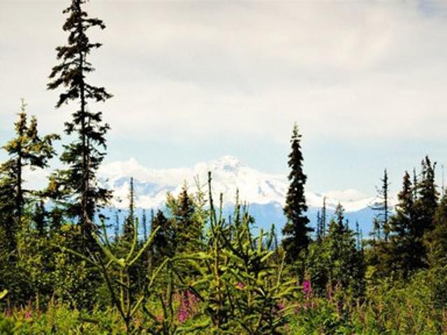 D23 Alaskan Wildwood Ranchr, Nikolaevsk, AK 99556