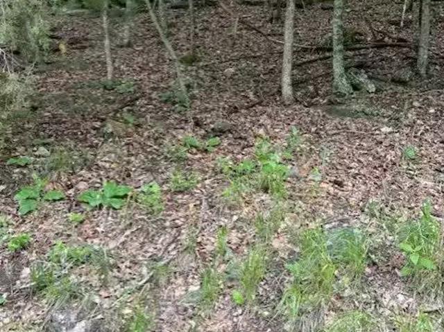 d OGWOOD DRIVE, GARFIELD, AR 72732 Vacant Land For Sale MLS#.