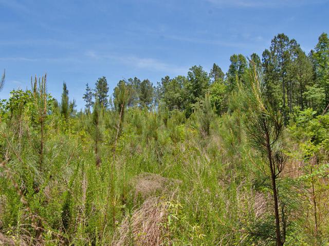 D G F Ball Road