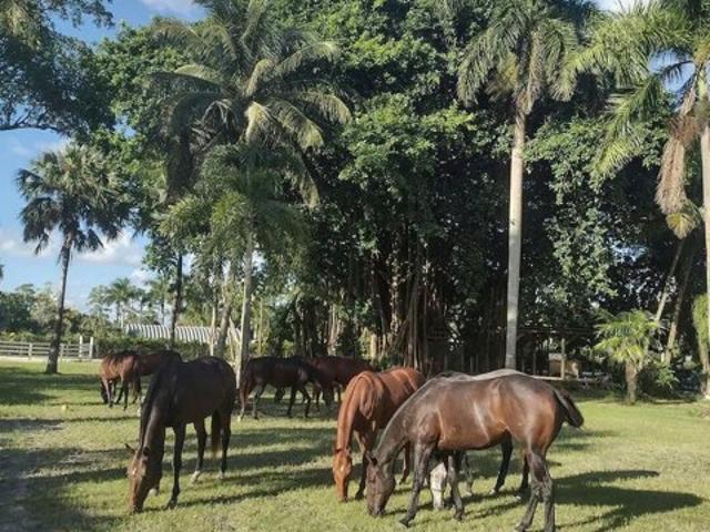 D Rd, Loxahatchee Groves, Plot For Sale