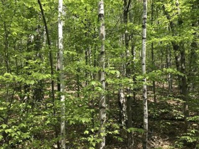 David Thompson Dr Lot,campton, Plot For Sale