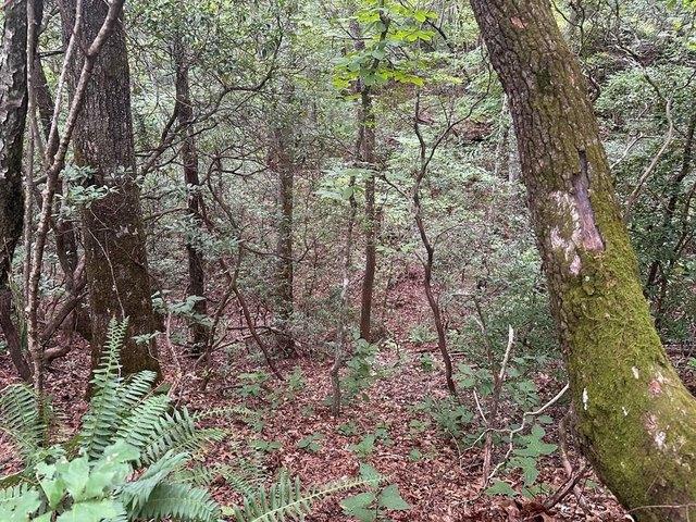 Davis Rd, Otto, NC 28763