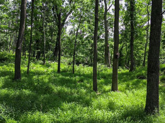 Deer Pond Lot 2 Drive