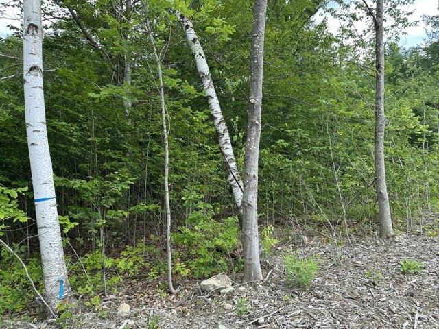 Dingley Rd, Bowdoinham, Plot For Sale