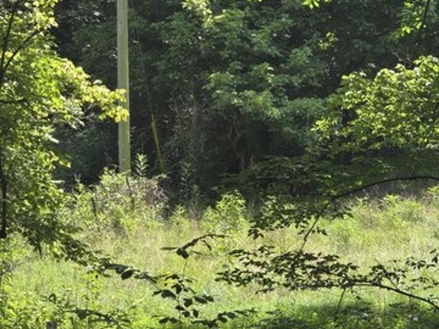 Difficult Ln, Pleasant Shade, TN 37145