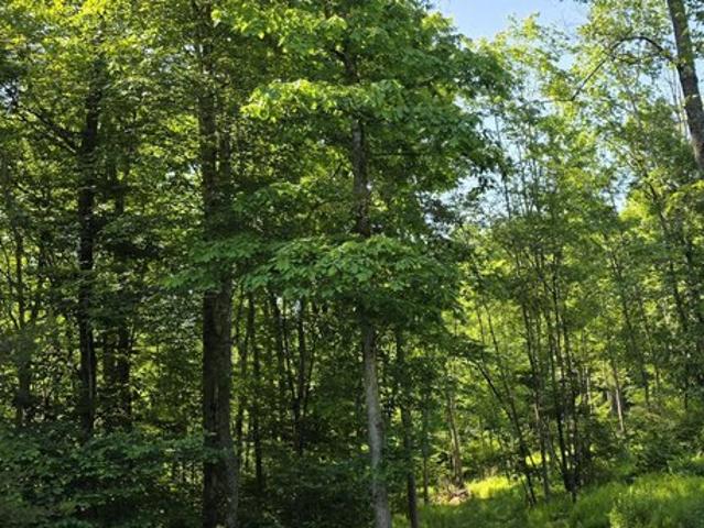Dip Hollow Lane Land Unit Vacant, Cross Fork, PA 17729