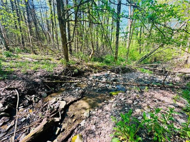 Dog Hollow Road