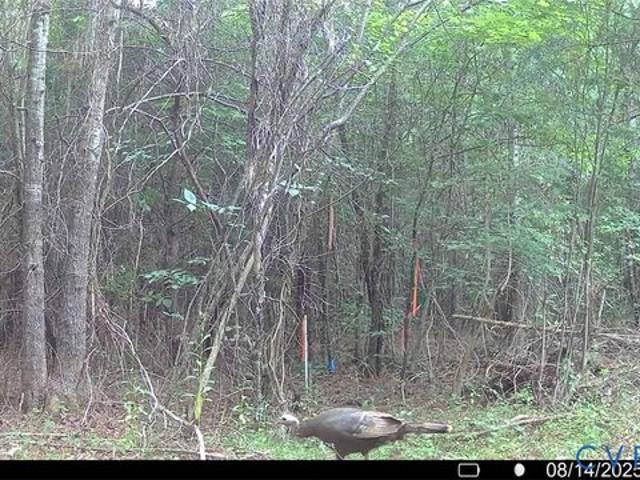 Doswell Town Rd, Lunenburg, VA 23952