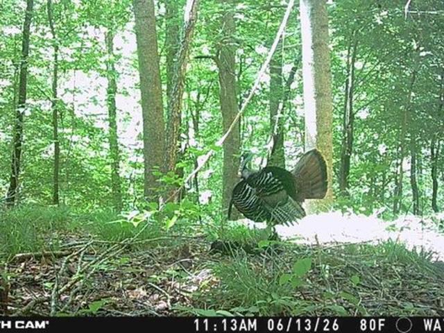 Downing Hollow Rd, Waynesboro, TN 38485