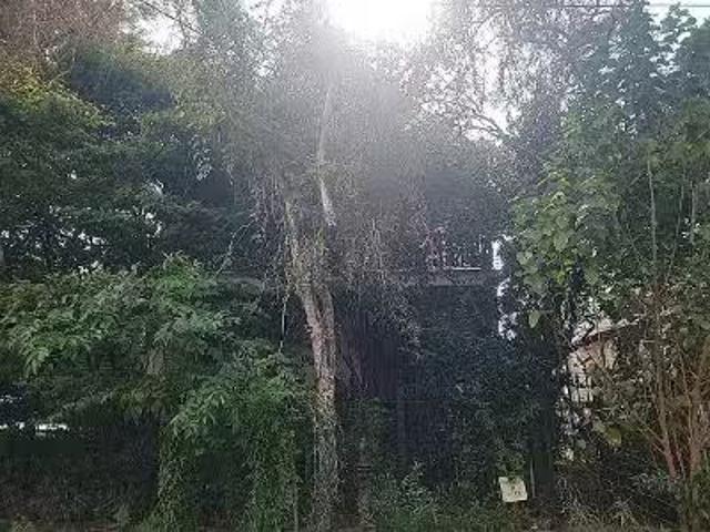 Dryades St
