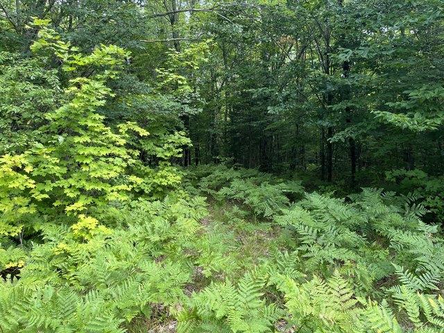 E off County Road 428, Newberry, MI 49868
