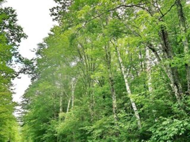 Easton Rd, Sugar Hill, Plot For Sale