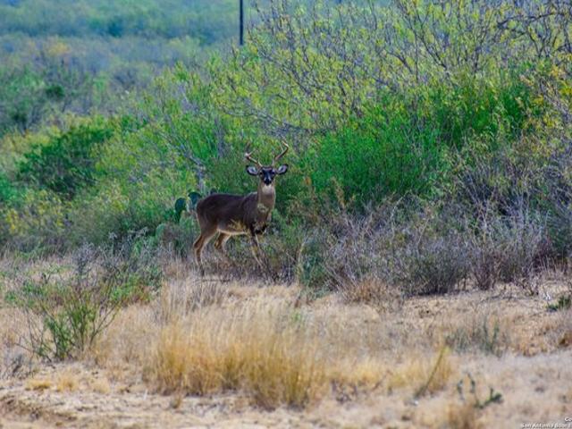 Easement Rd, Laredo, TX 78401