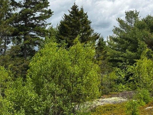 Elm St Lots And B, Machias, Plot For Sale