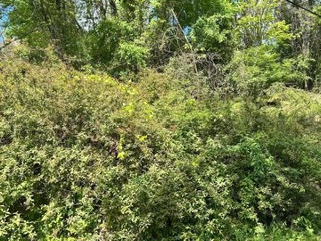 Elkins Ave, Kingwood, WV 26537