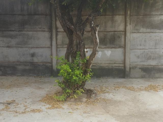Encantadora casa com quintal em Ceilândia Norte