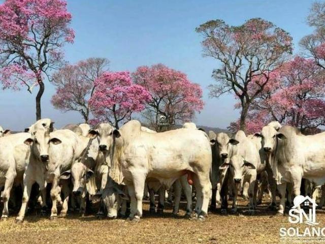 Espetacular Fazenda Bodoquena a Venda com 45.000 / 49.000 hectares na Região Oeste de MS