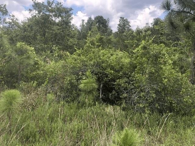 Eriscape Nursery Rd, Frostproof, FL 33843
